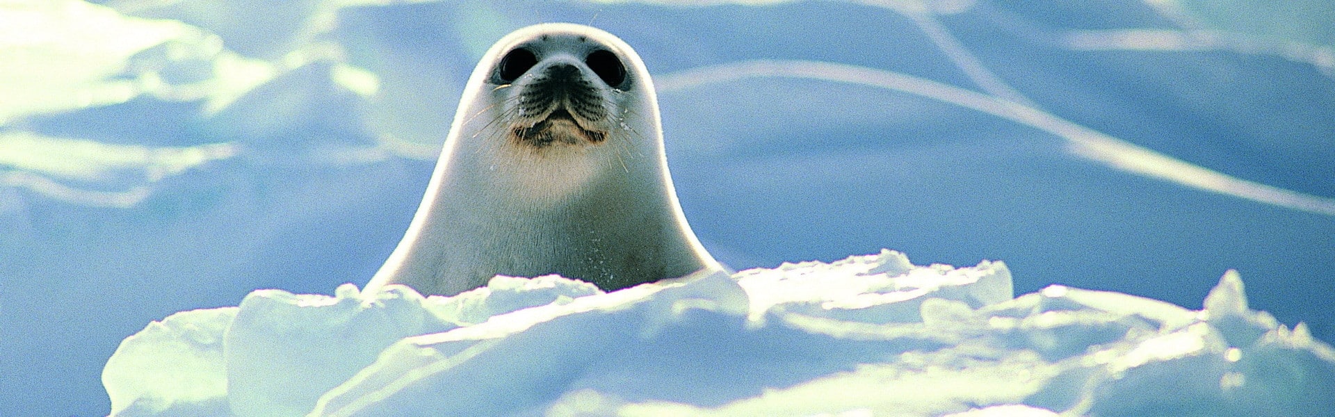 Installer un serveur MySQL avec MariaDB sur un Raspberry Pi — YubiGeek